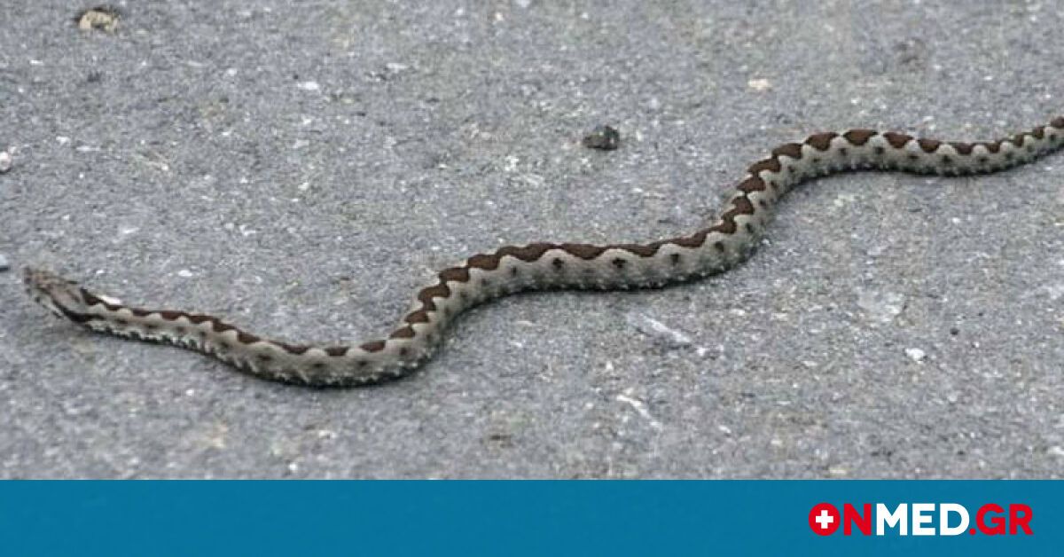 Σε δάγκωσε φίδι; Δες τι πρέπει να κάνεις