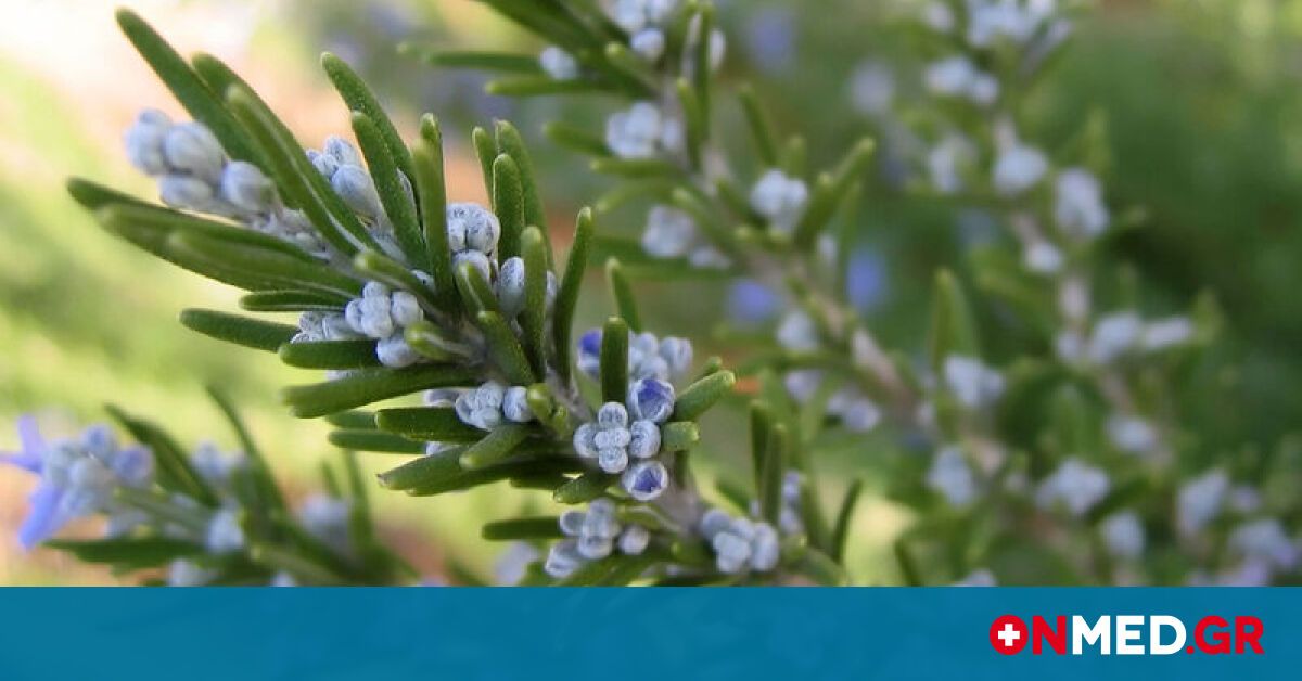 Οι χαλαρωτικές ιδιότητες του δενδρολίβανου (βίντεο)