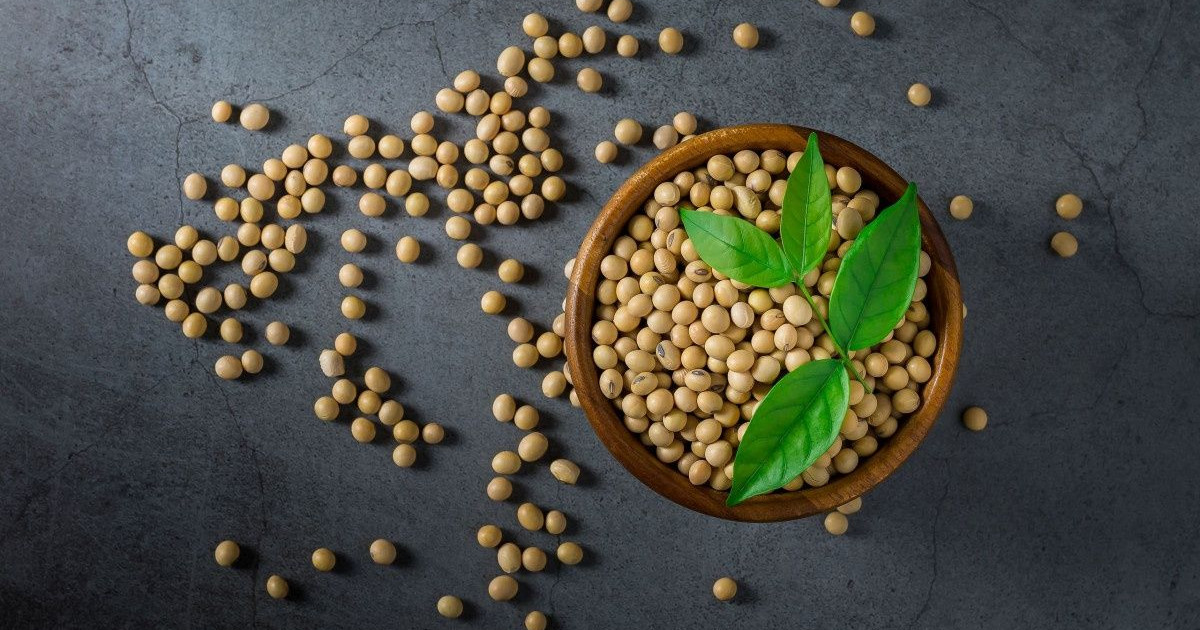 Η σόγια επηρεάζει τη γυναικεία γονιμότητα;