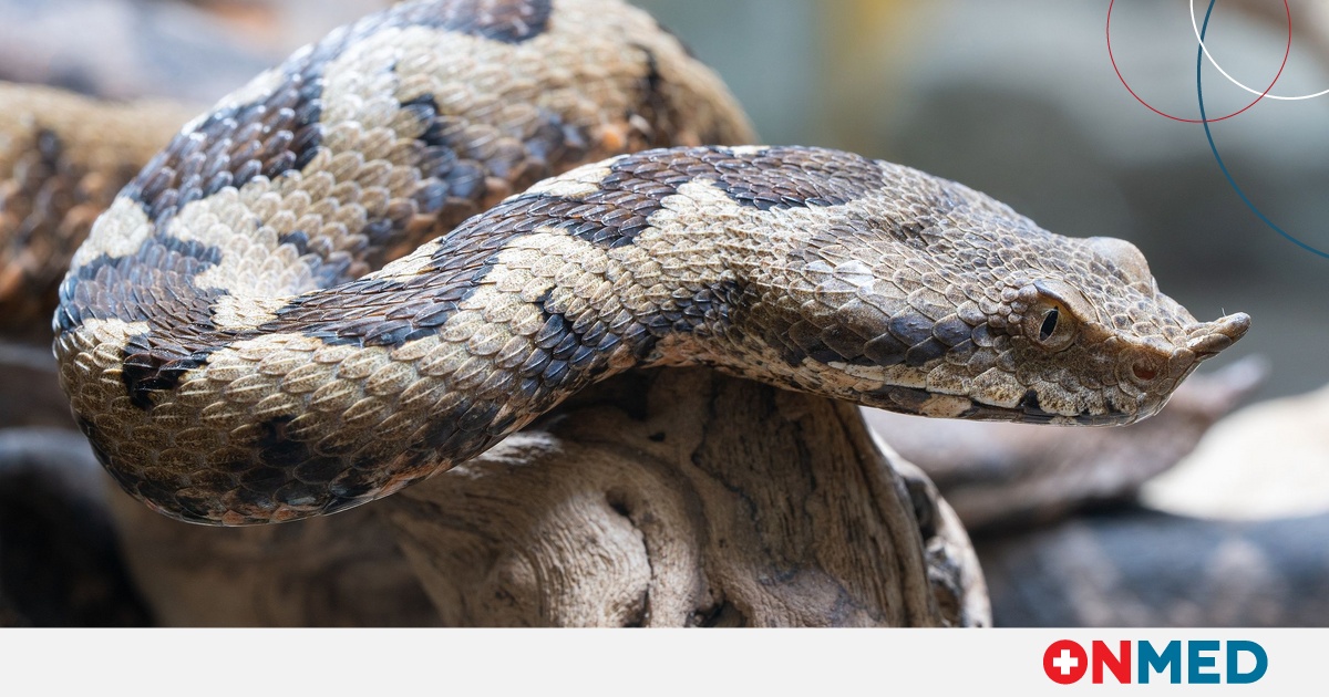 Ποια είναι τα τρία πιο επικίνδυνα φίδια στην Ελλάδα - Τι πρέπει να ...